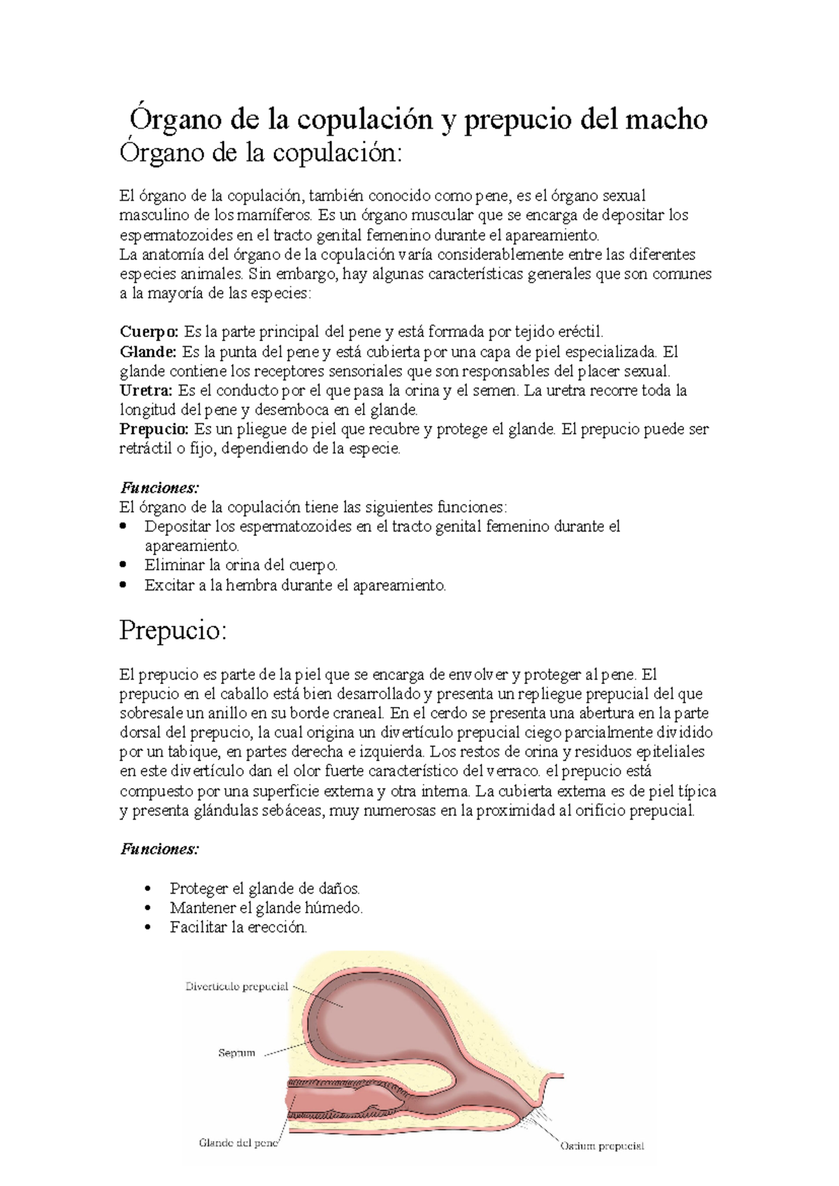 Órgano de la copulación y prepucio del macho - Órgano de la copulación ...
