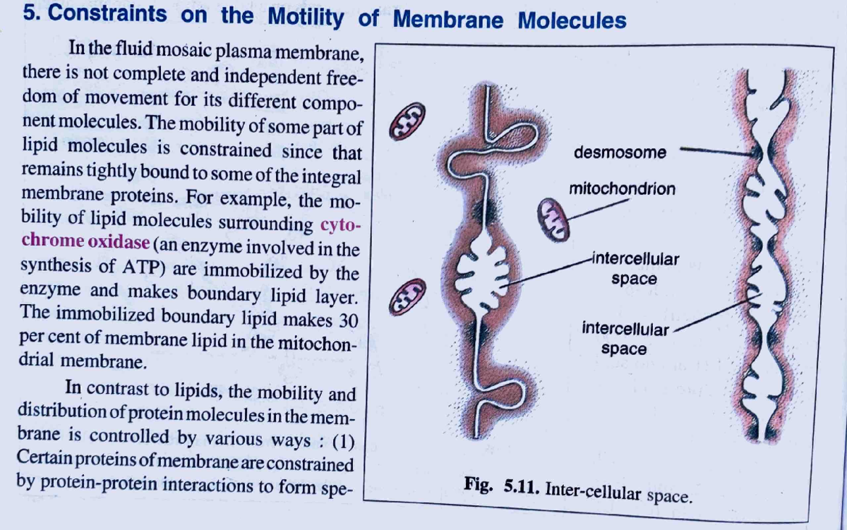 Structure OF Plasama Membrane. (5• Constraints On The Motility Of ...