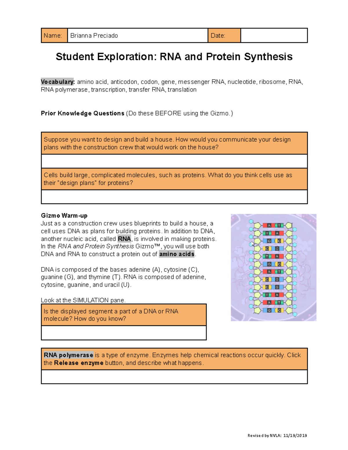 Bio1 - bio work - Name: Brianna Preciado Date: Student Exploration: RNA ...