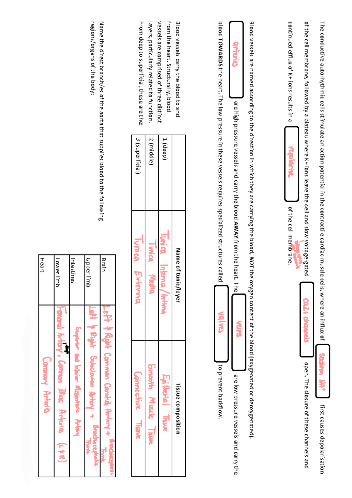 The cardiovascular system worksheet 2 - LQB185 Anatomy and Physiology ...