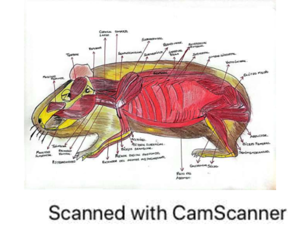 Músculos del conejo y cuy compressed - Bioingeniería - Studocu