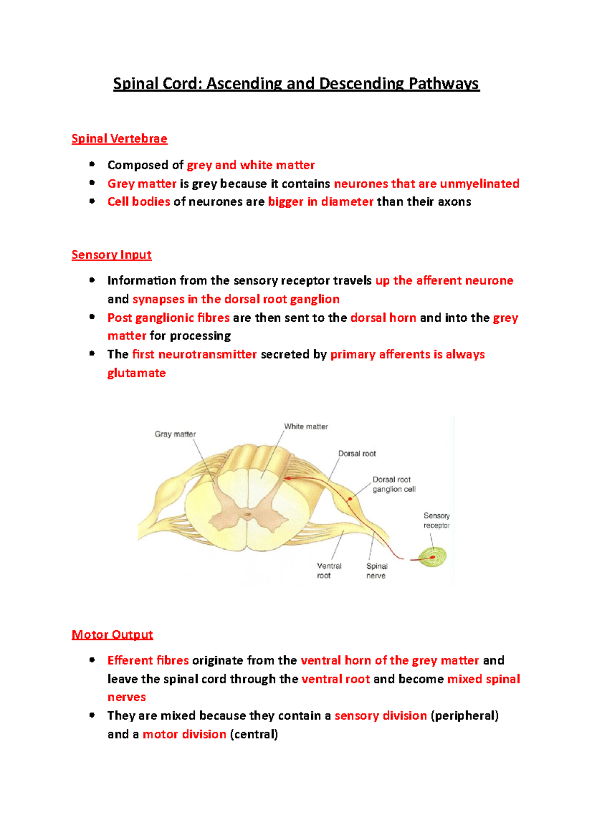 Spinal Cord - Ascending and Descending Pathways - Spinal Cord ...