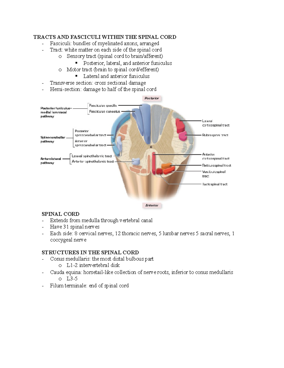 C14 Slides Summary - TRACTS AND FASCICULI WITHIN THE SPINAL CORD ...