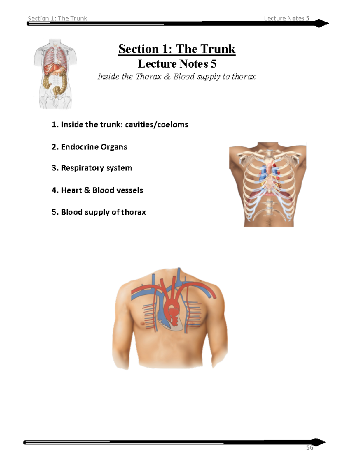 5-Lecture 5 - PDF NOTES - Section 1: The Trunk Lecture Notes 5 Inside ...