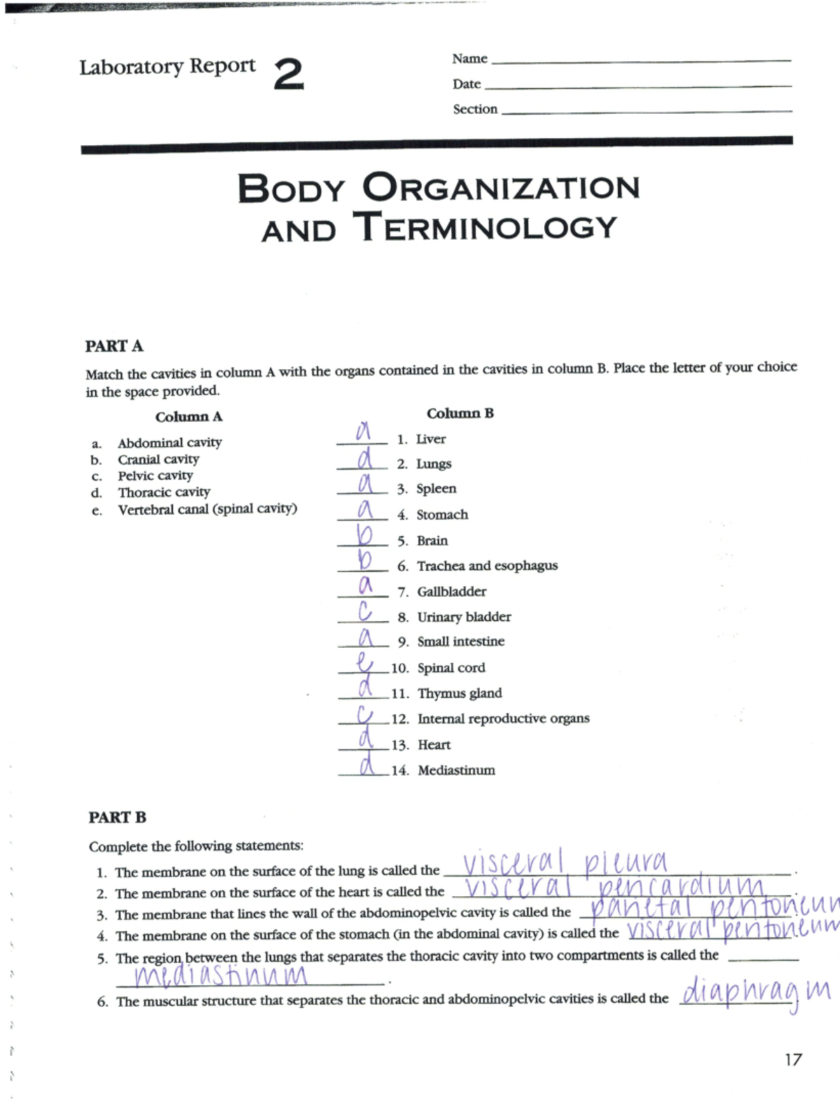 Body Organization and Terminology Worksheet Answers - Laboratory Report ...