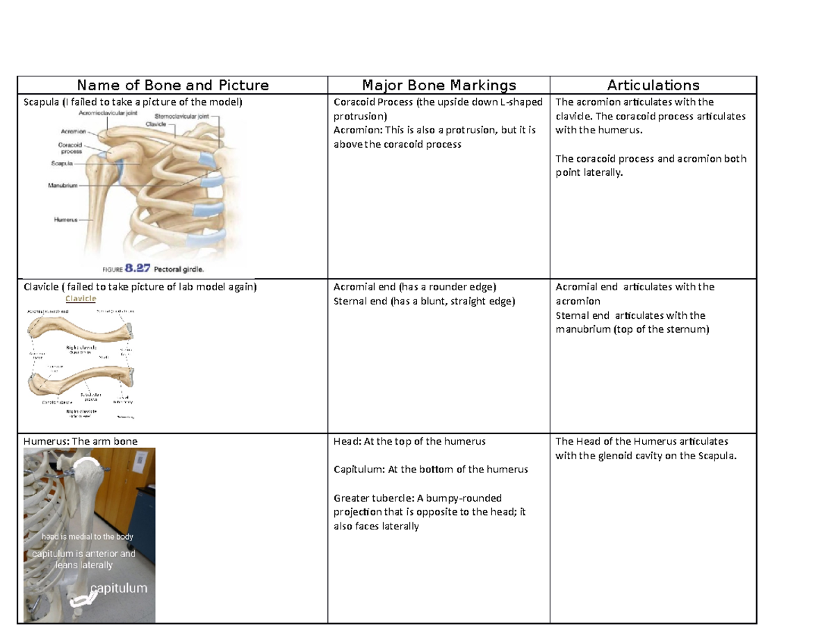 Lab Bone Models - Name of Bone and Picture Major Bone Markings ...