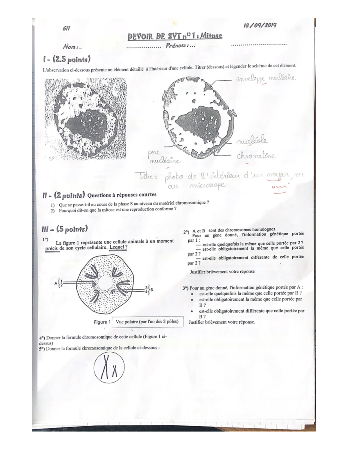 Ds Svt Mitose 1ere Svt Sciences De La Vie Et De La Terre Studocu