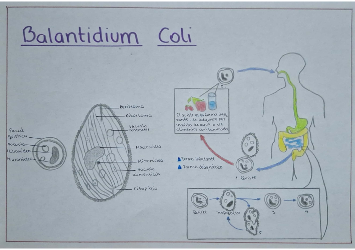 Balantidium COLI - Parasitologia - Studocu