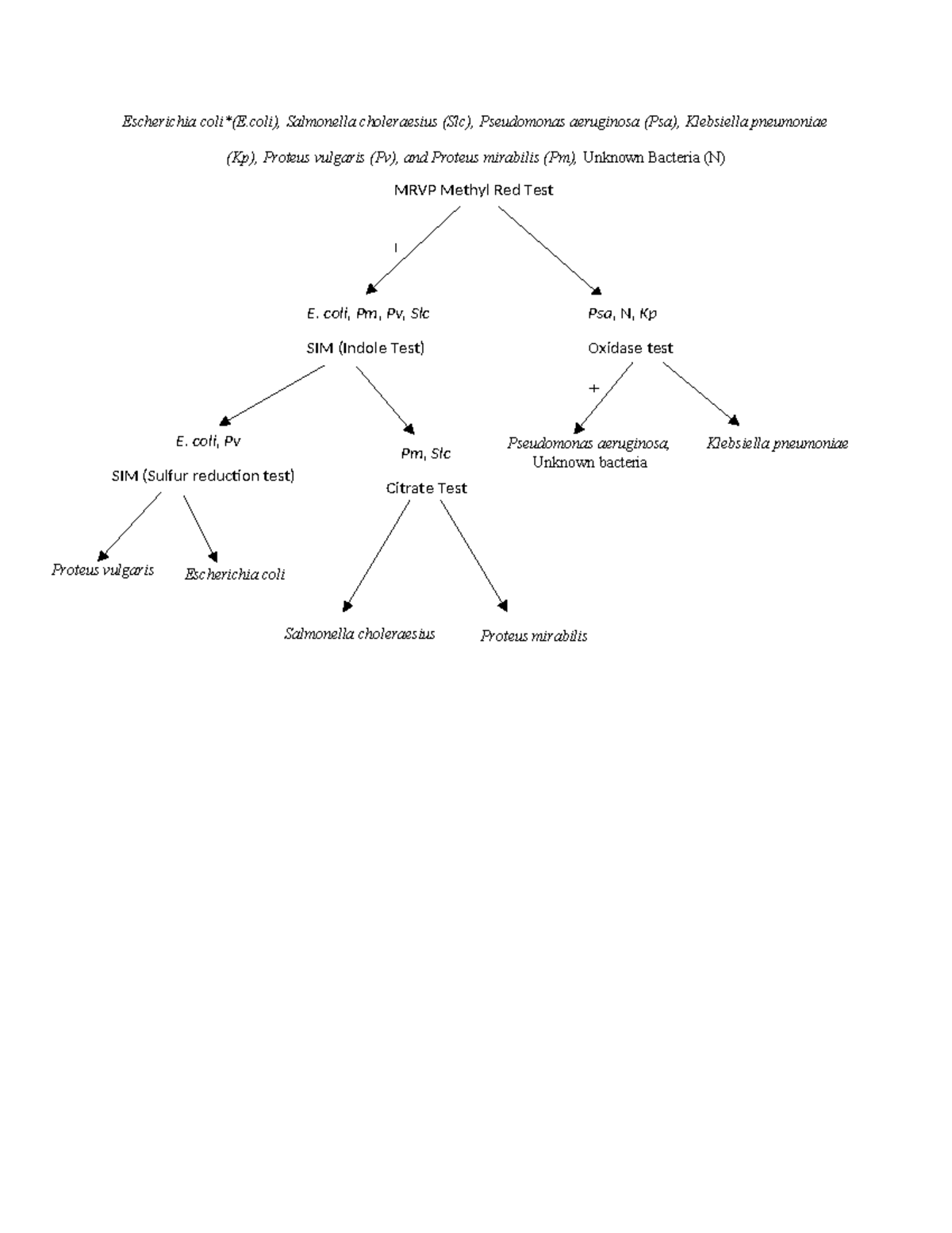 Dichotomous key - It is a dichotomus key to find a certain bacteria ...