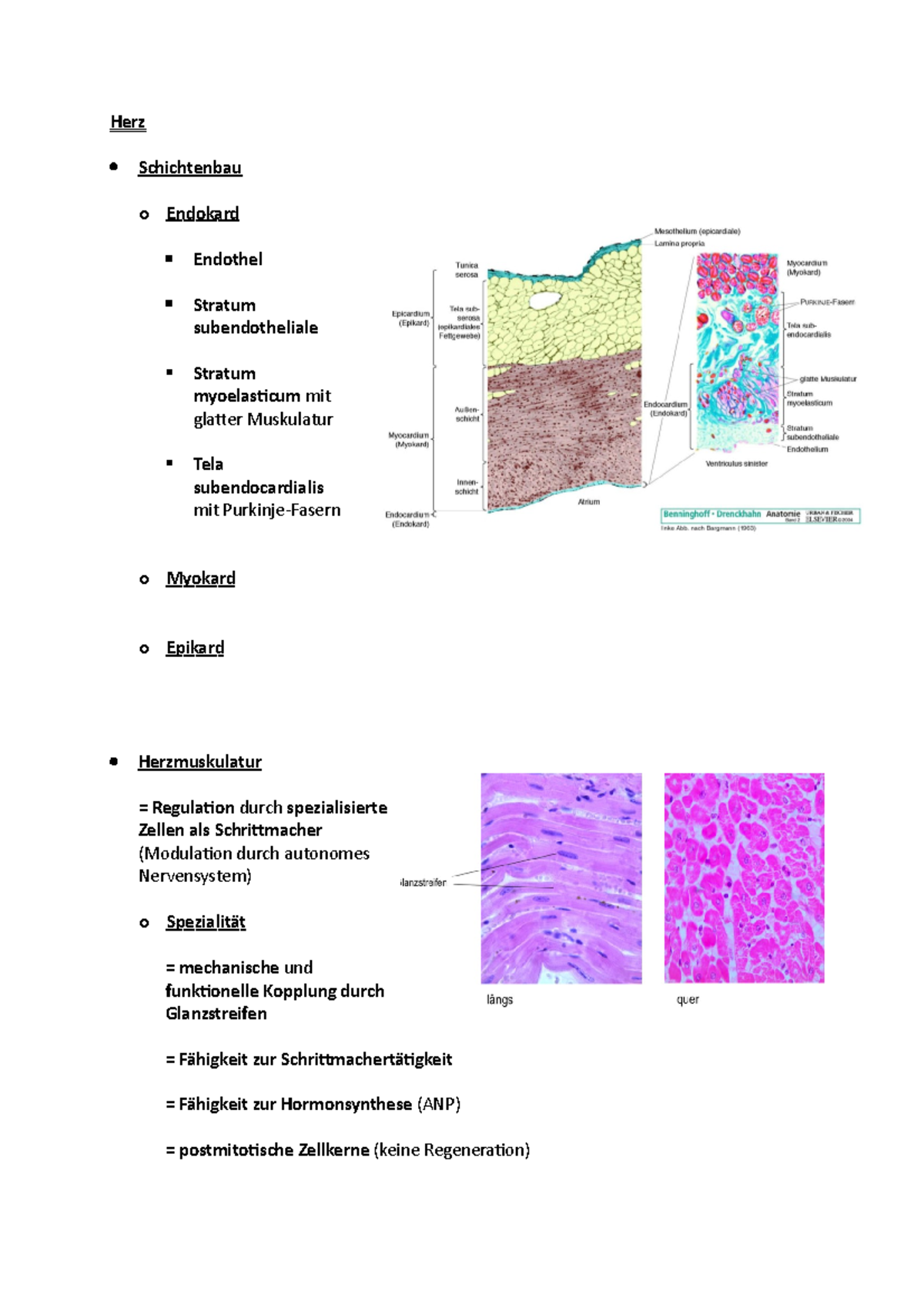 Herz - Mikroanatomie TB6 - Herz Schichtenbau o Endokard Endothel ...