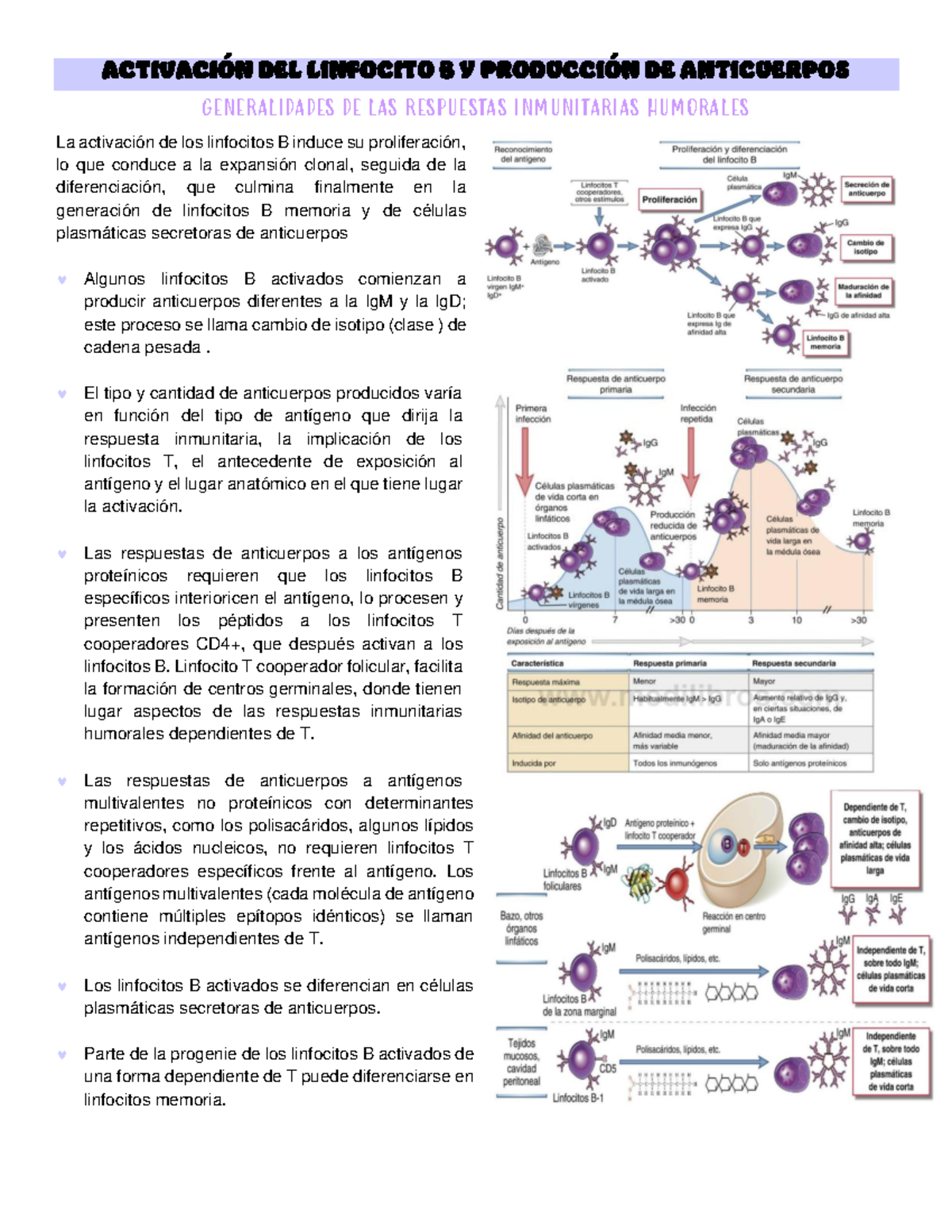 Activación DEL Linfocito B Y Producción DE Anticuerpos - ACTIVACIÓN DEL LINFOCITO B Y PRODUCCIÓN ...