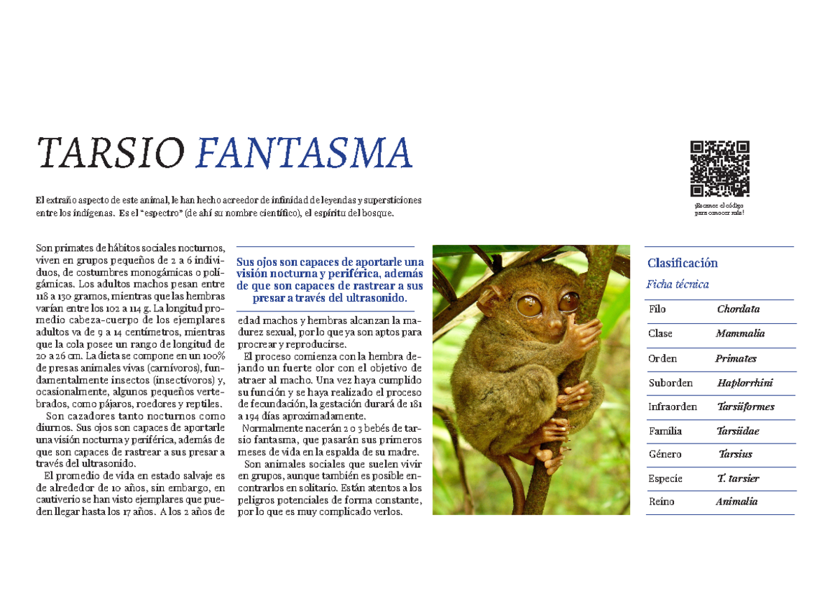 Entregafinalmaybe - mmmmmmmmm - TARSIO FANTASMA ¡Escanee el código para ...