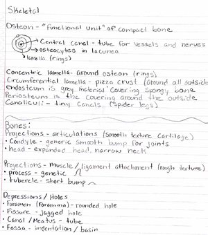 Anatomy and Physiology Unit 3 Review Final Exam - UNIT 3 Chapter 7: 41 ...