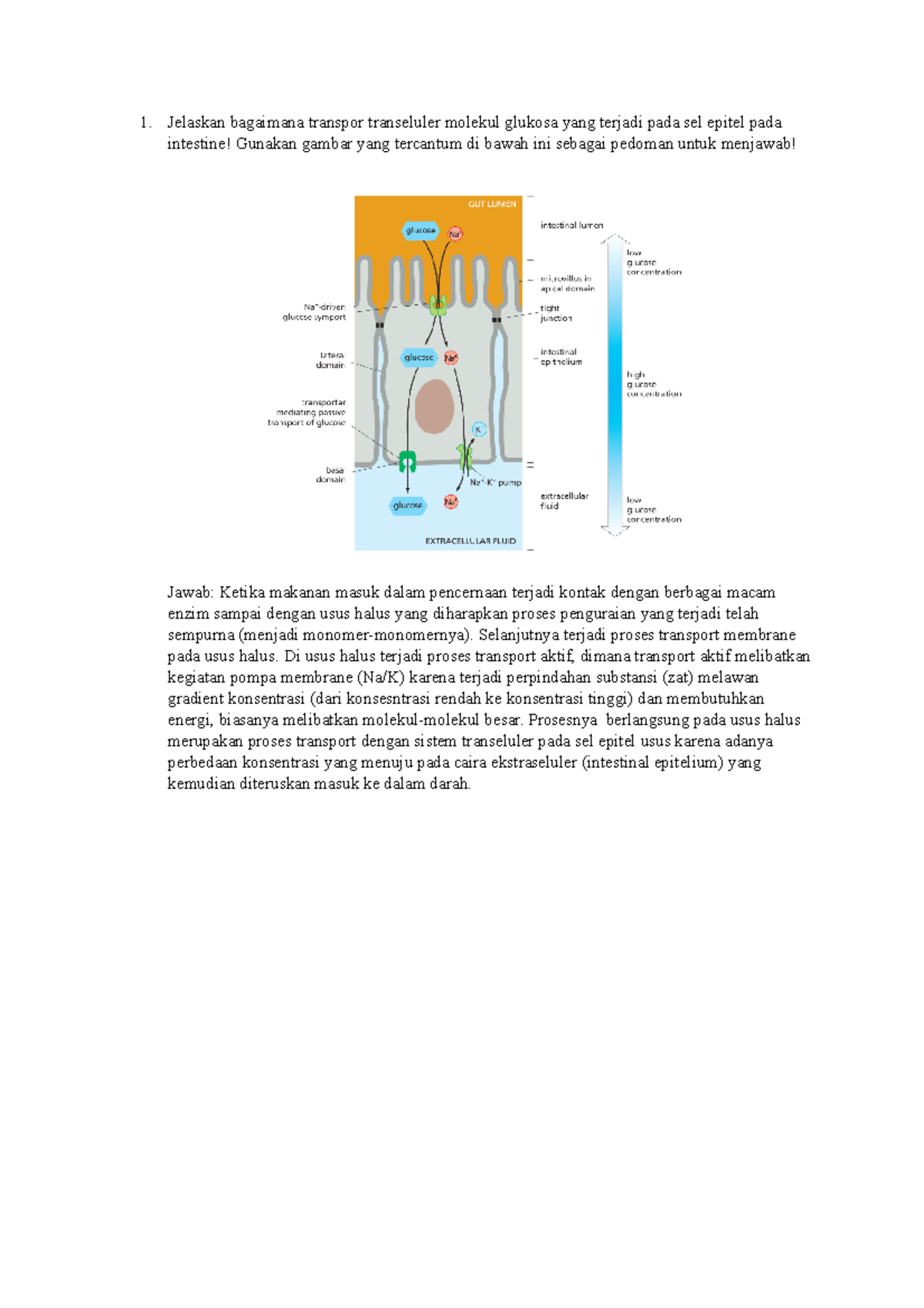 Tugas 1 Kelas Tuton Biologi Sel - Jelaskan bagaimana transpor ...