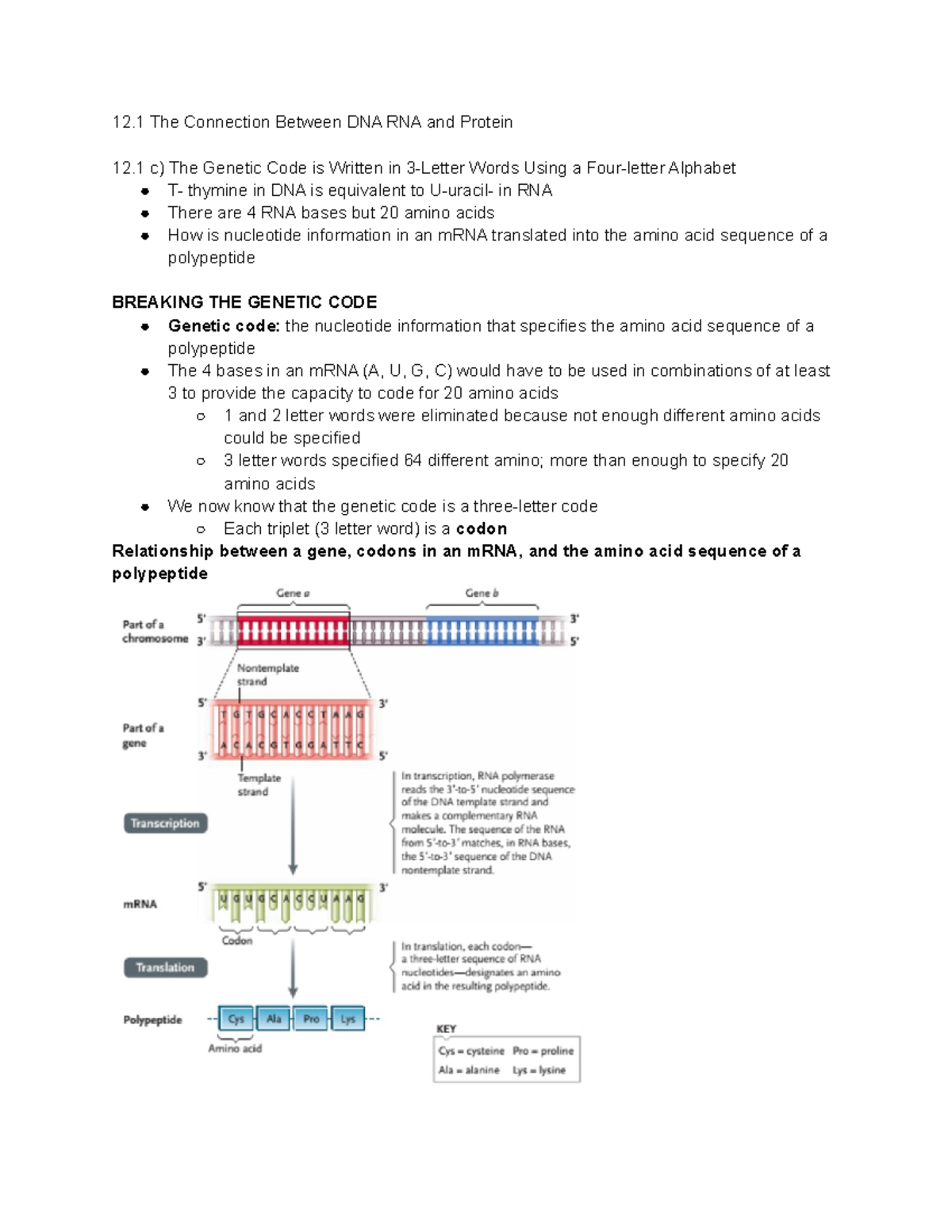 Cycle 7 Reading Notes - bio - 12 The Connection Between DNA RNA and ...