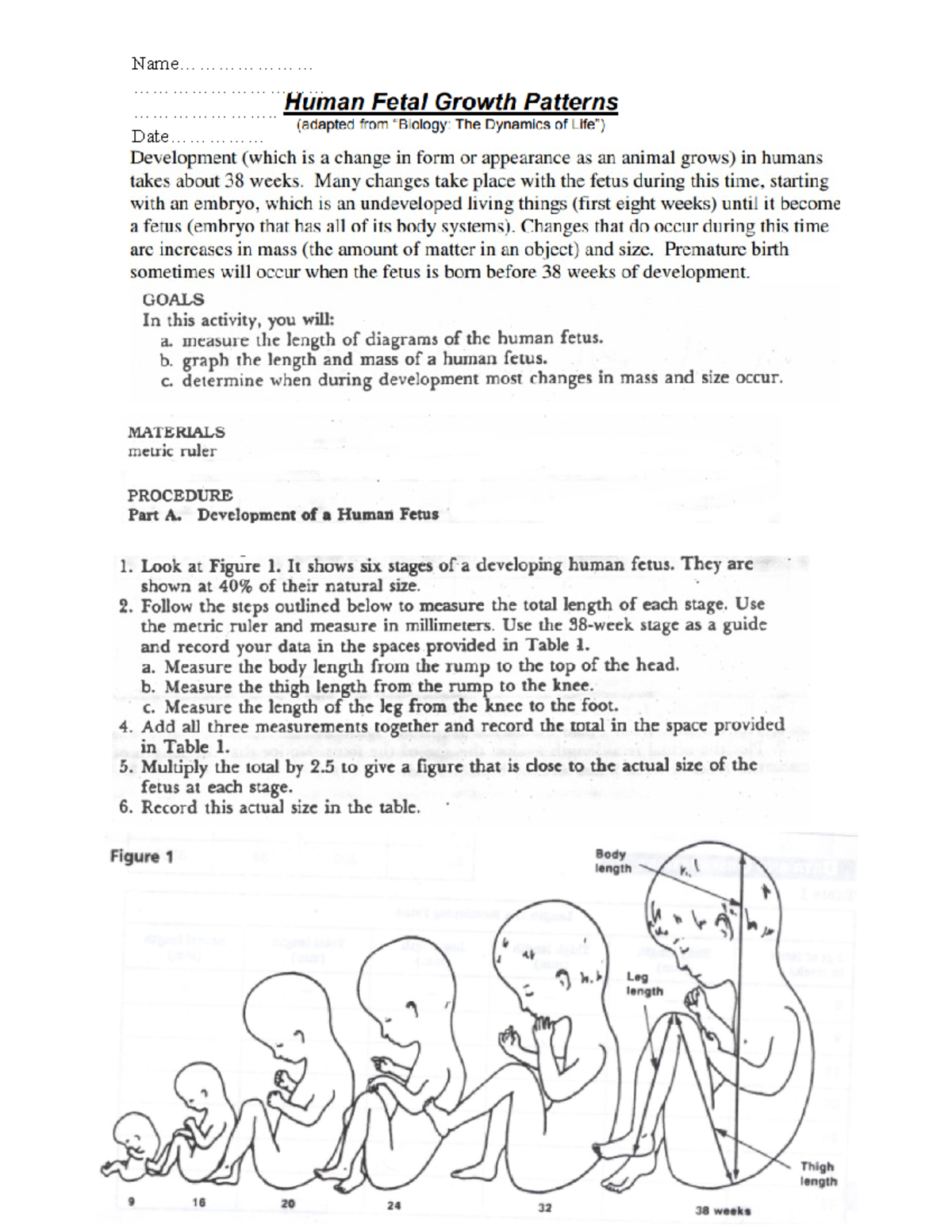 Human Fetal Development - Name ...