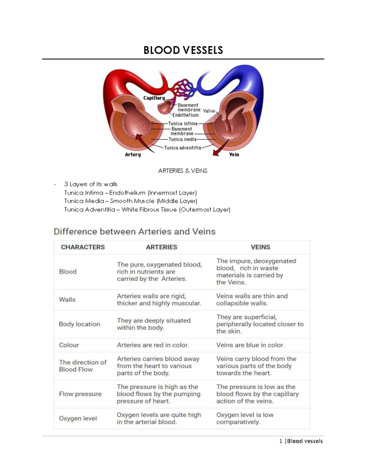 Blood vessels - Human Anatomy and Physiology Notes - BLOOD VESSELS ...