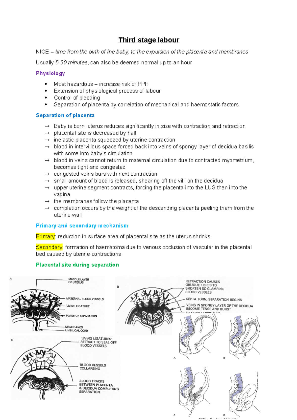Third stage labour - Notes from lectures with sources from powerpoints ...