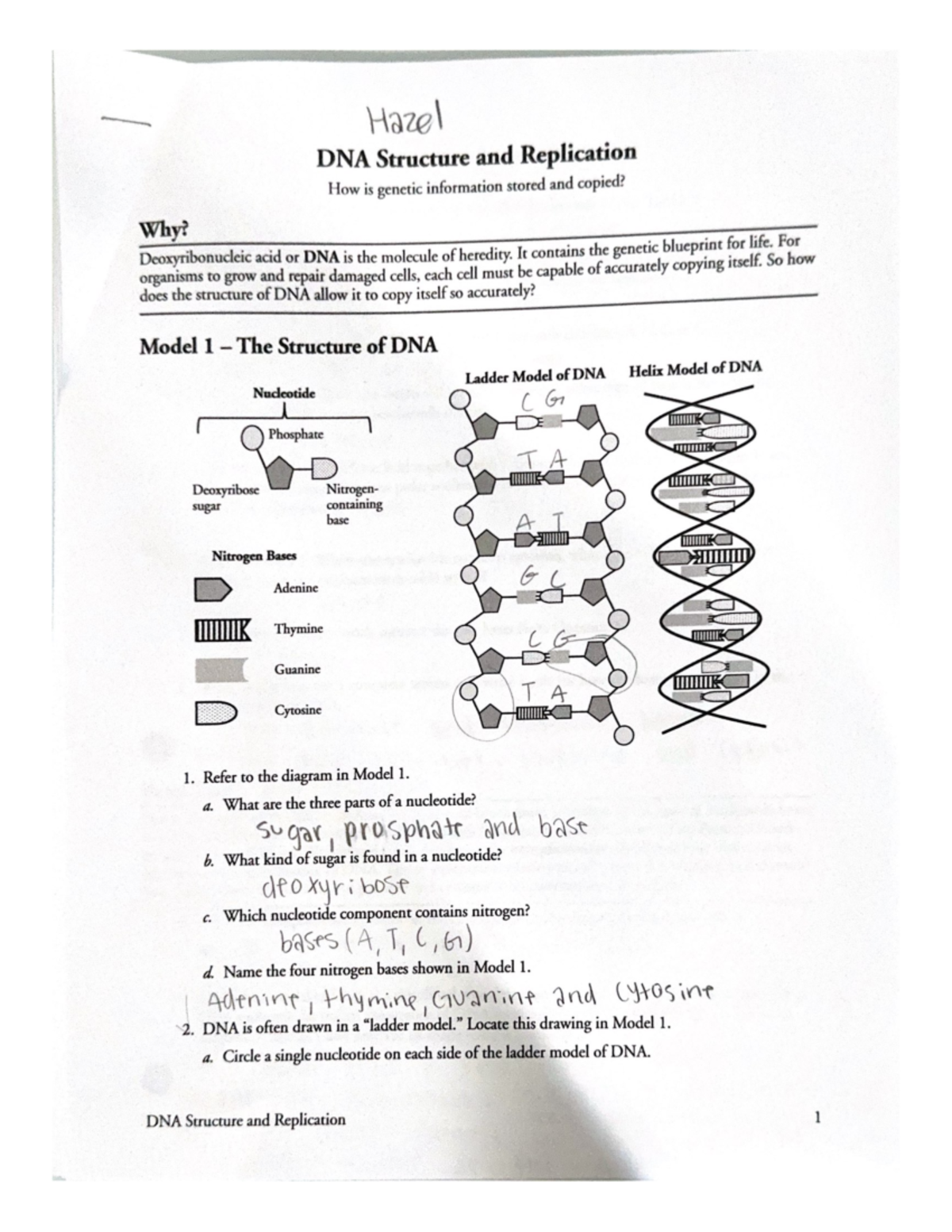 DNA Structure and Replication - Studocu