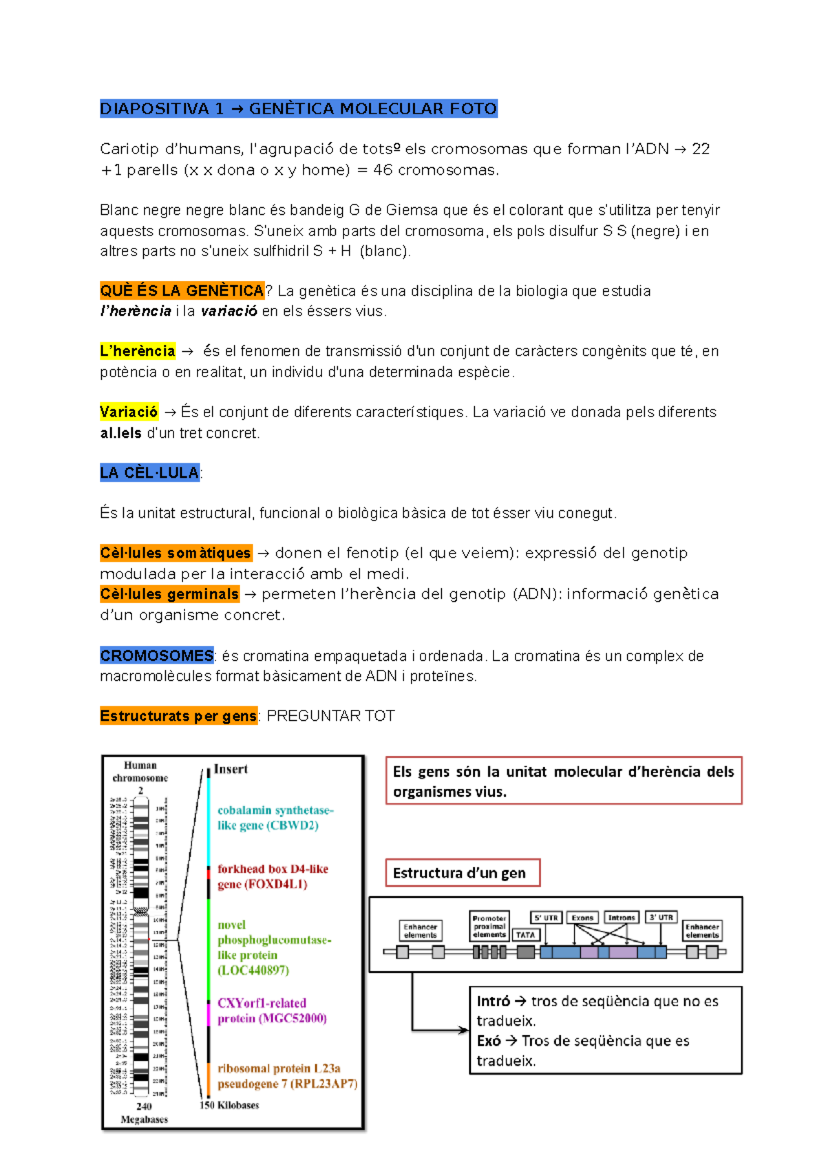 Genètica - DIAPOSITIVA 1 → GENÈTICA MOLECULAR FOTO Cariotip d’humans, l ...