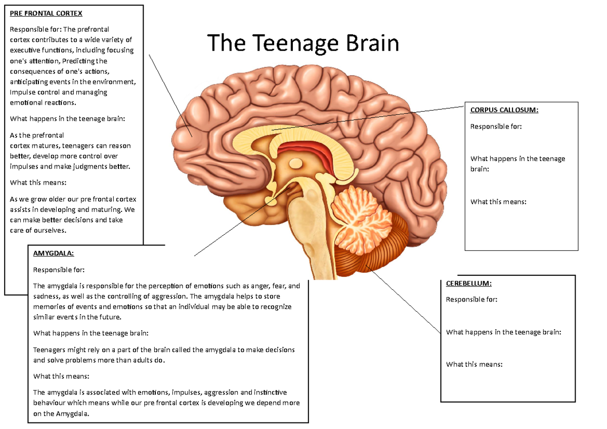 The Teenage Brain and the way it behaves - The Teenage Brain PRE ...