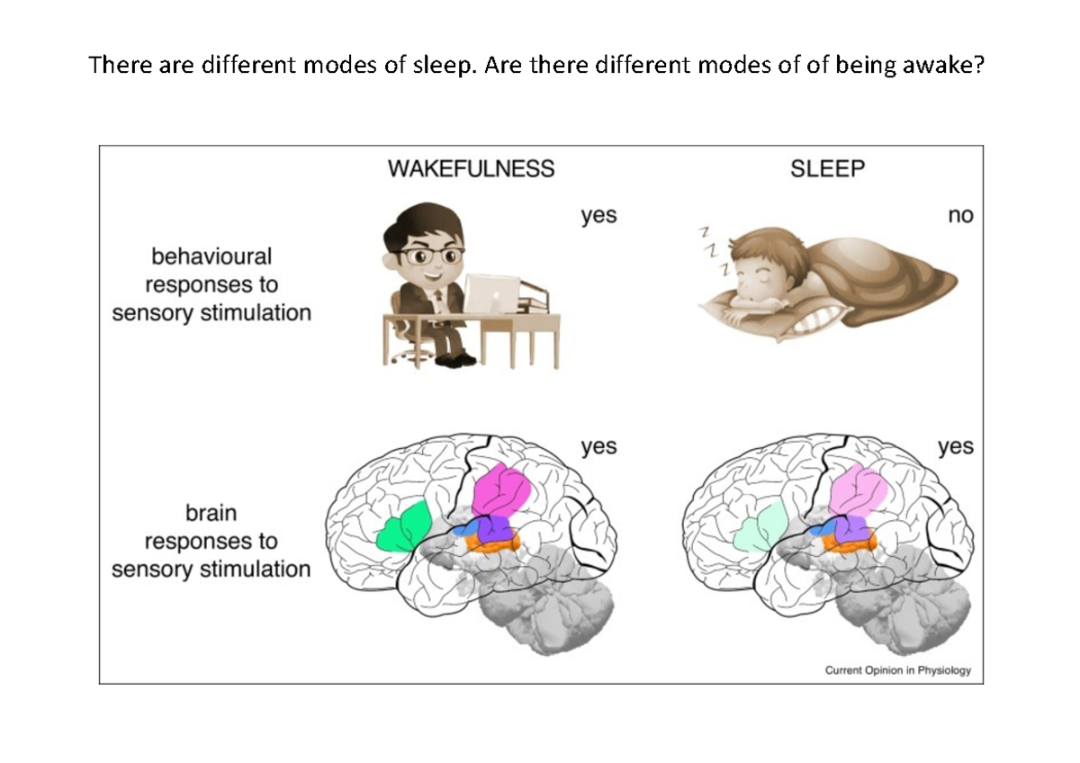Attention lecture - There are different modes of sleep. Are there ...