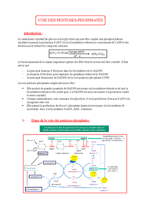 Cours 4 métabolisme glucogénèse - CHAPITRE 4 : METABOLISME GLYCOGENE ET ...