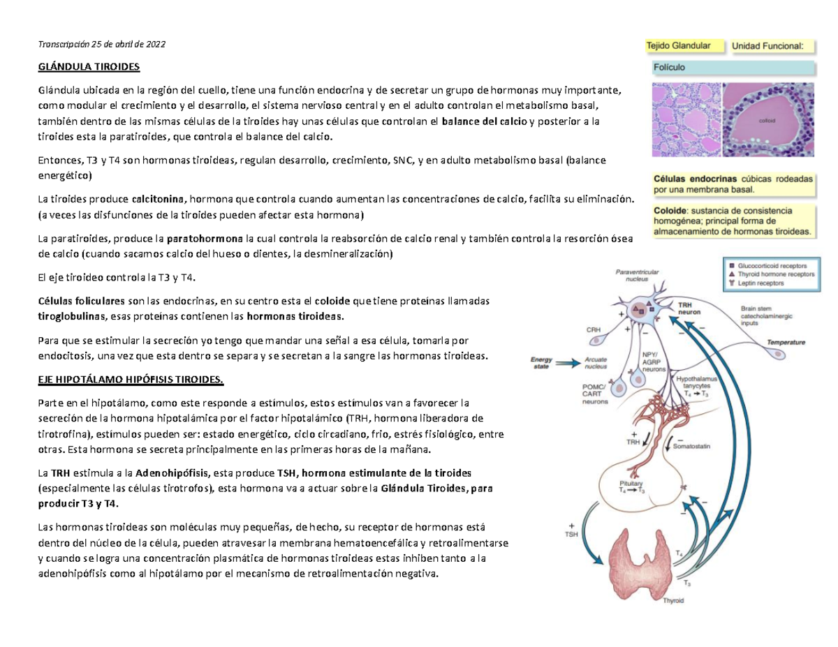 Clase Gl Tiroides, endocrino - TranscripciÛn 25 de abril de 2022 GL¡NDULA TIROIDES Gl·ndula ...
