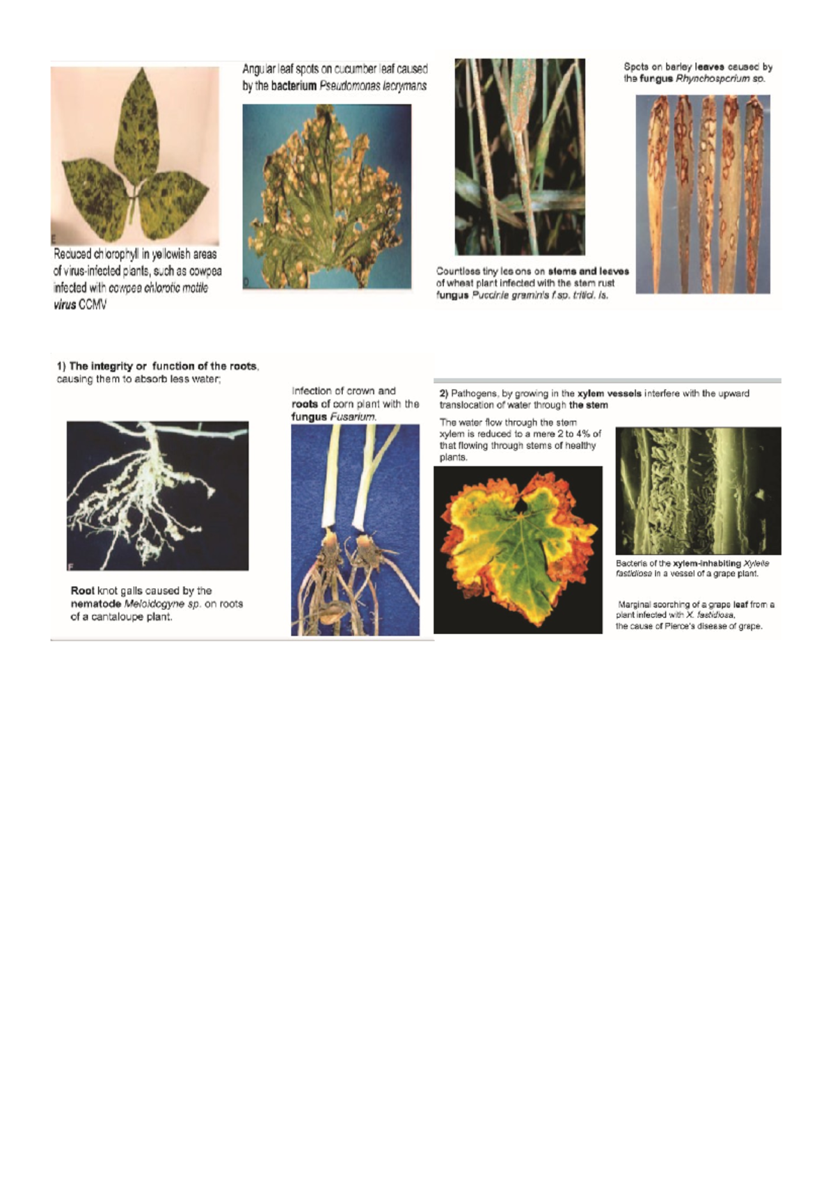 Tema 5 - . .. Reduced chlorophyll in yellowish areas of virus-infected ...
