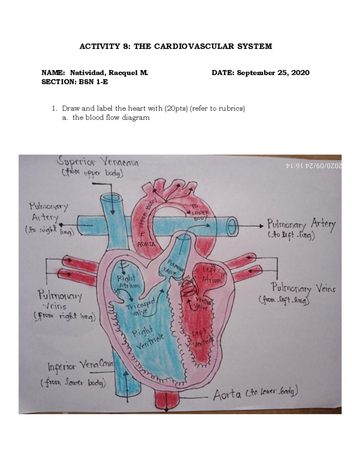 Learning Activity 8- Anaphy - ACTIVITY 8: THE CARDIOVASCULAR SYSTEM ...