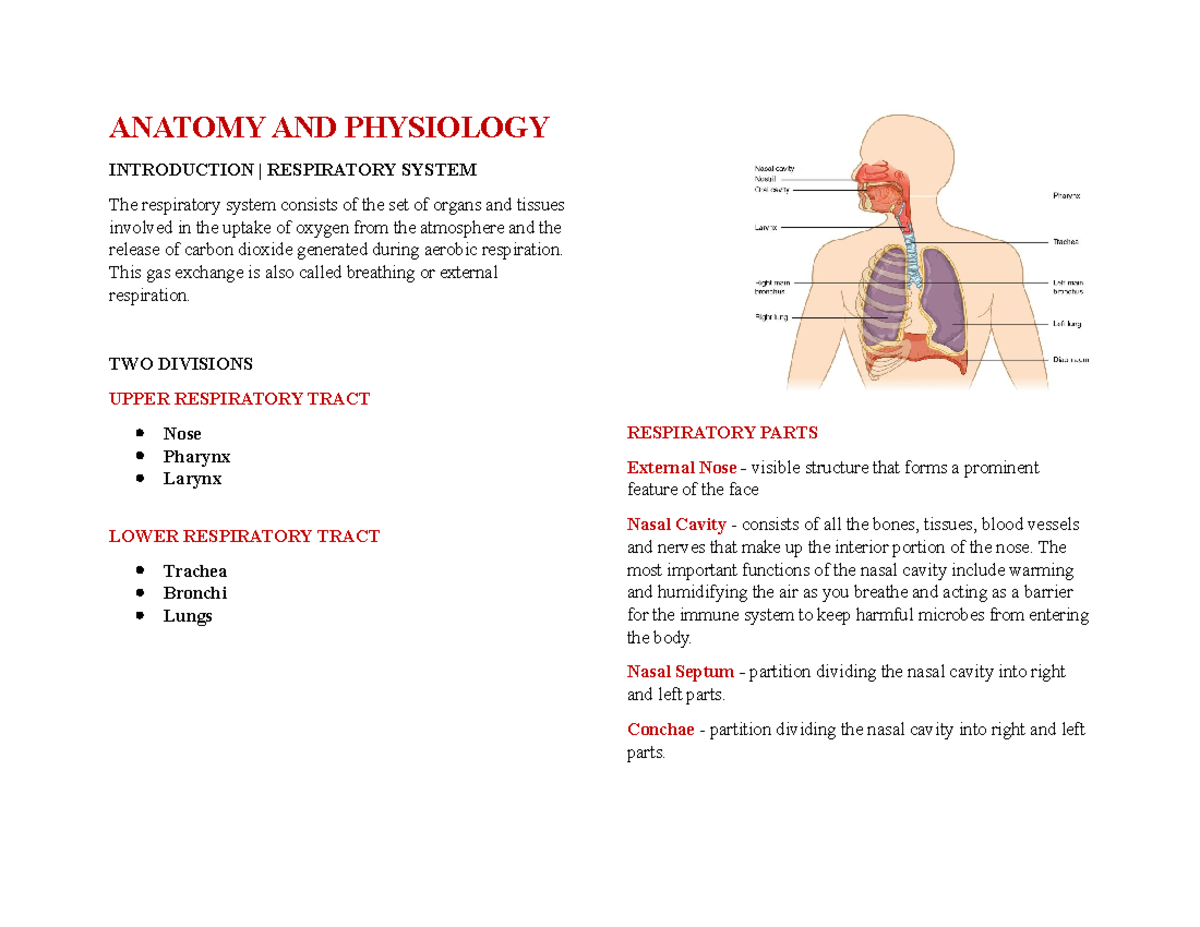 Recit Reviewer - ANATOMY AND PHYSIOLOGY INTRODUCTION | RESPIRATORY ...