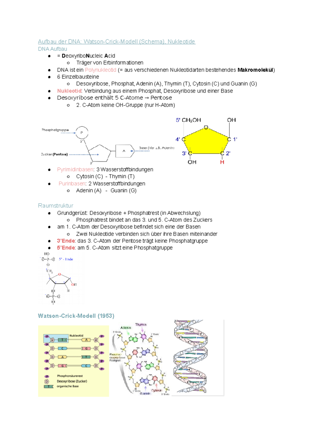 Aufbau und Replikation der DNA - Aufbau der DNA: Watson-Crick-Modell ...