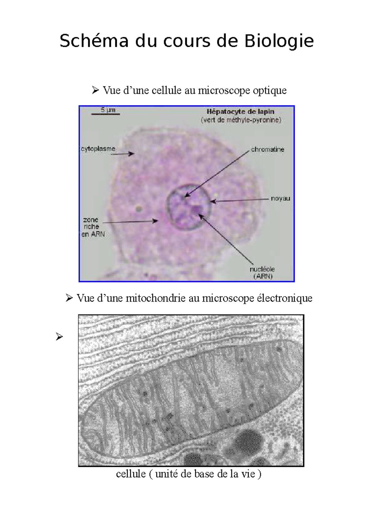 Schéma Biologie.pdf - Vue d’une cellule au microscope optique Vue d’une ...