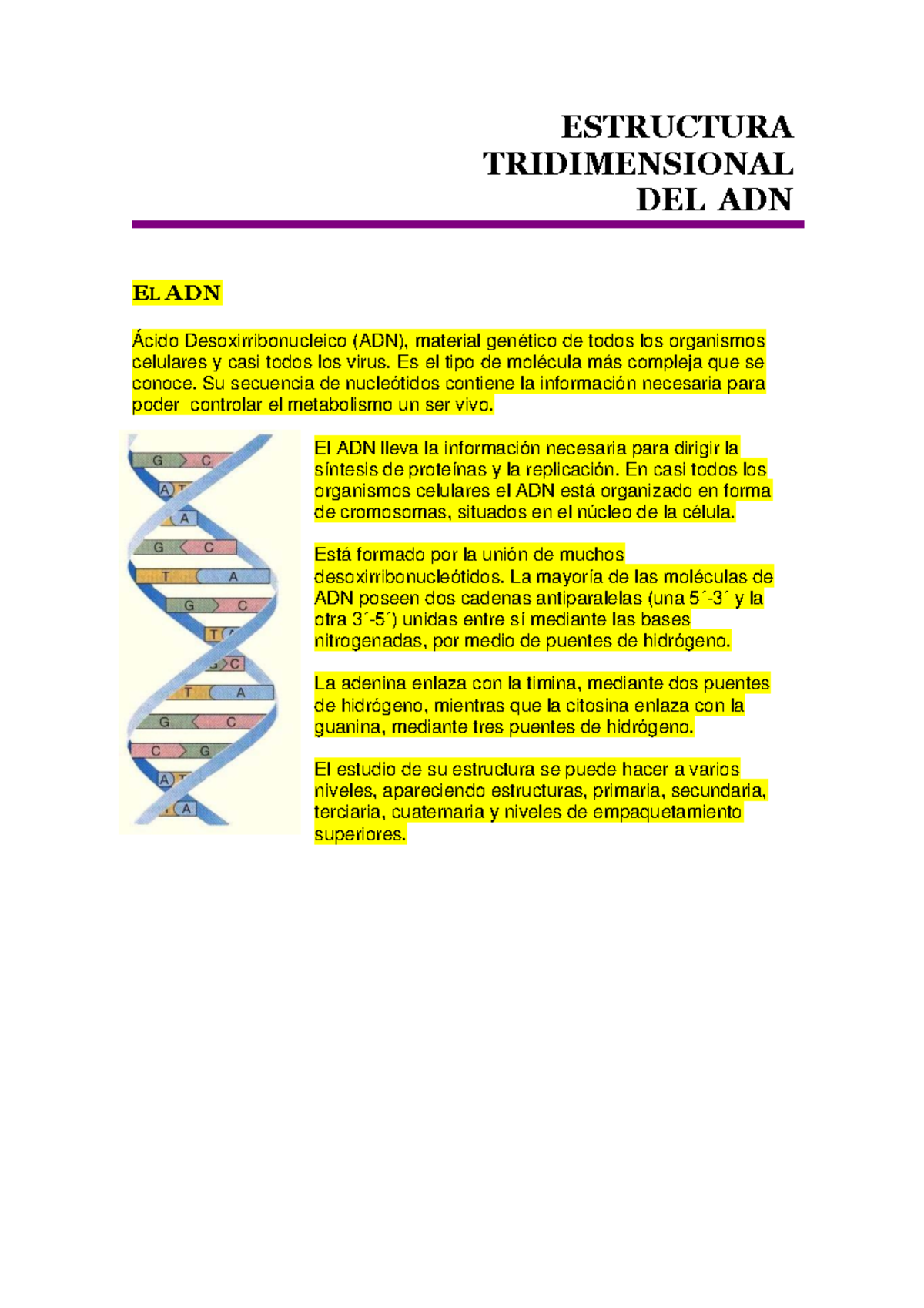 Estructura Tridimensional ADN - ESTRUCTURA TRIDIMENSIONAL DEL ADN EL ...