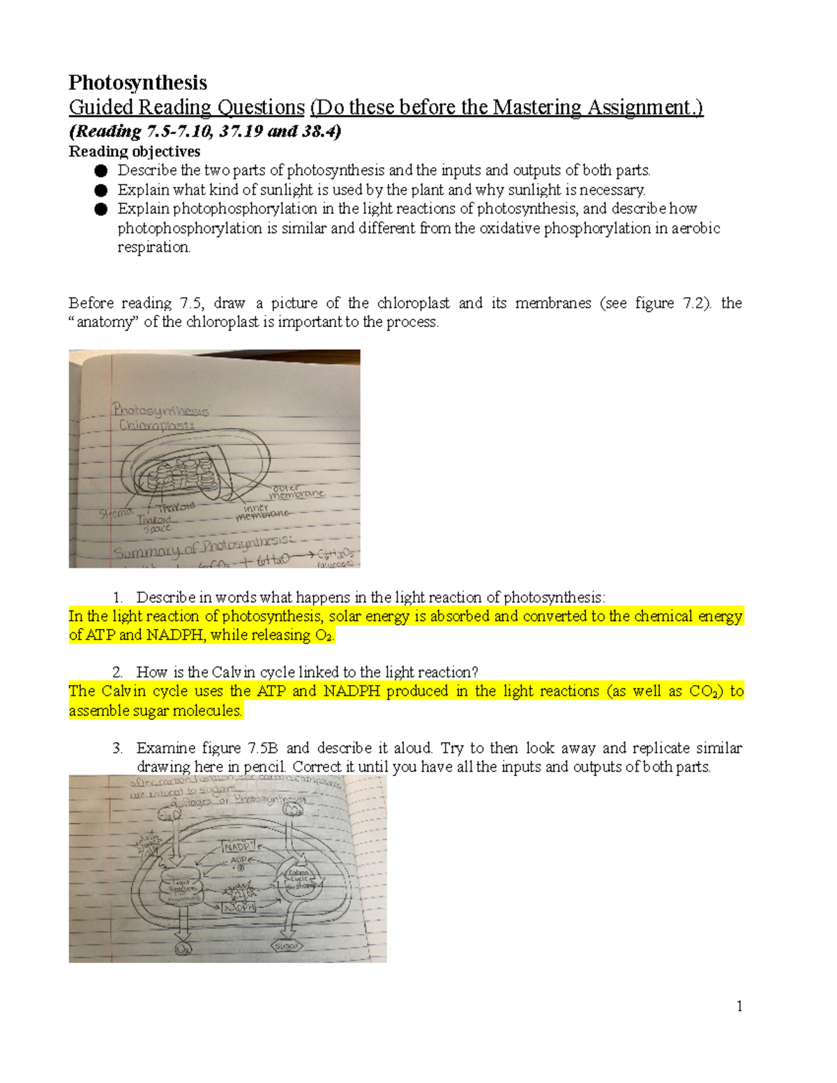 GRQ 8 - Photosynthesis Guided Reading Questions (from textbook ...
