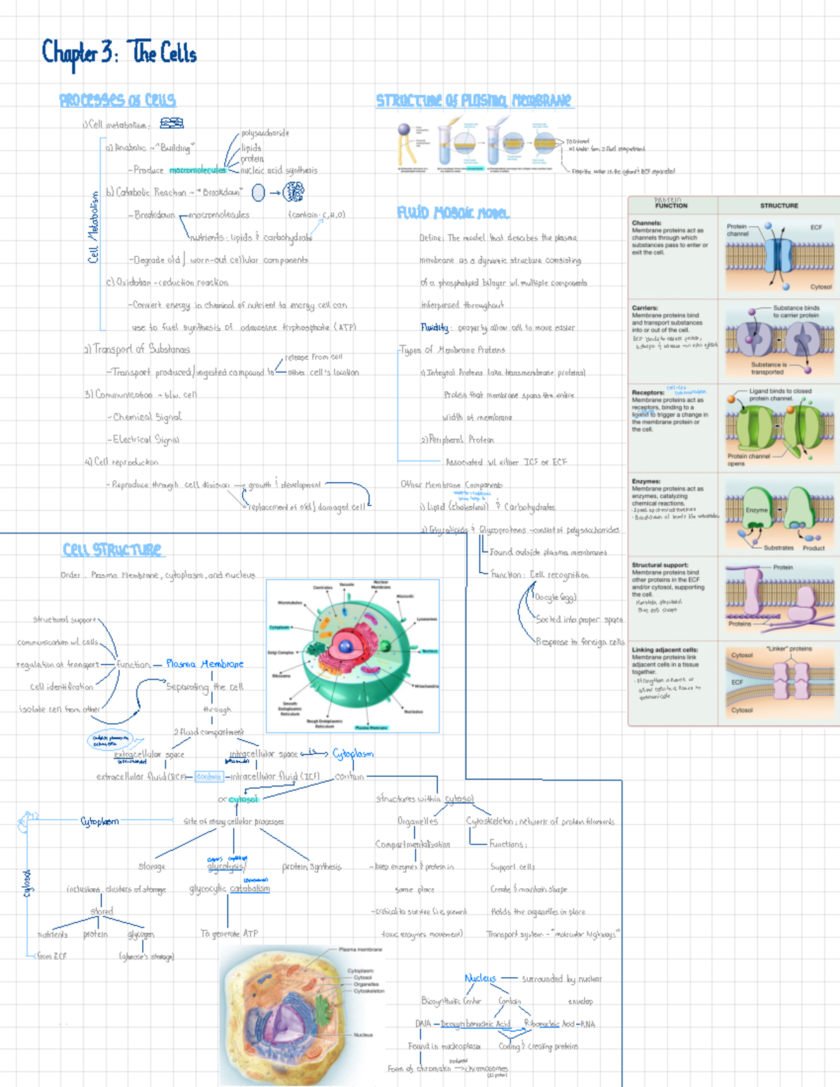 Human AP C3 - Chapter 3 note - Caster 3 : The Cells PROCeS3eS OfCellS ...
