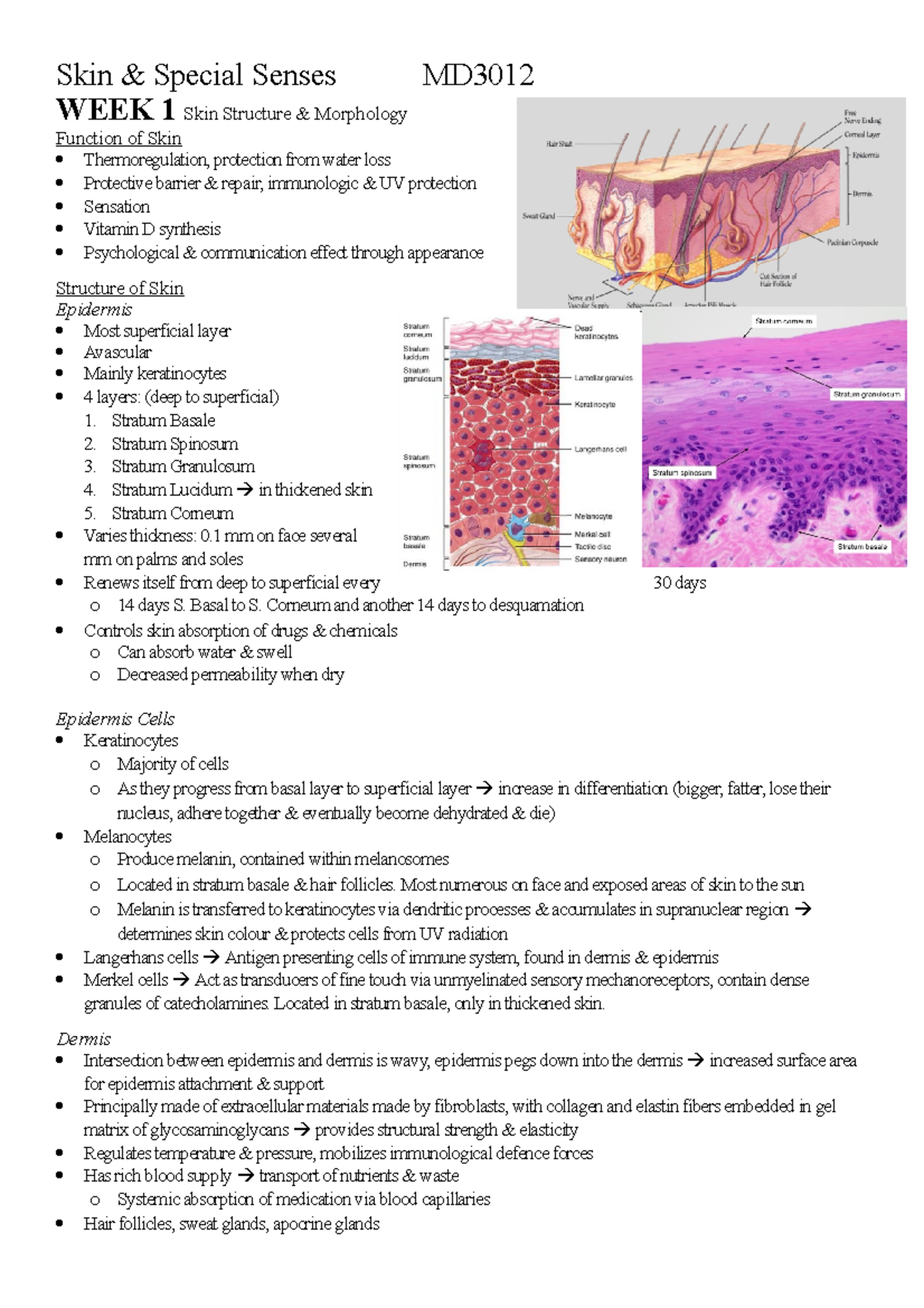 Skin & Special Sense Notes - Skin Special Senses MD3012 WEEK 1 Skin ...