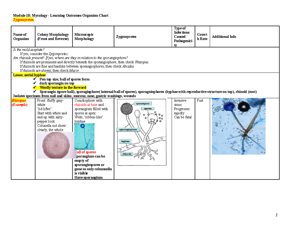 Mycology Learning Outcomes Organism Chart 2016 Student - Module 10 ...