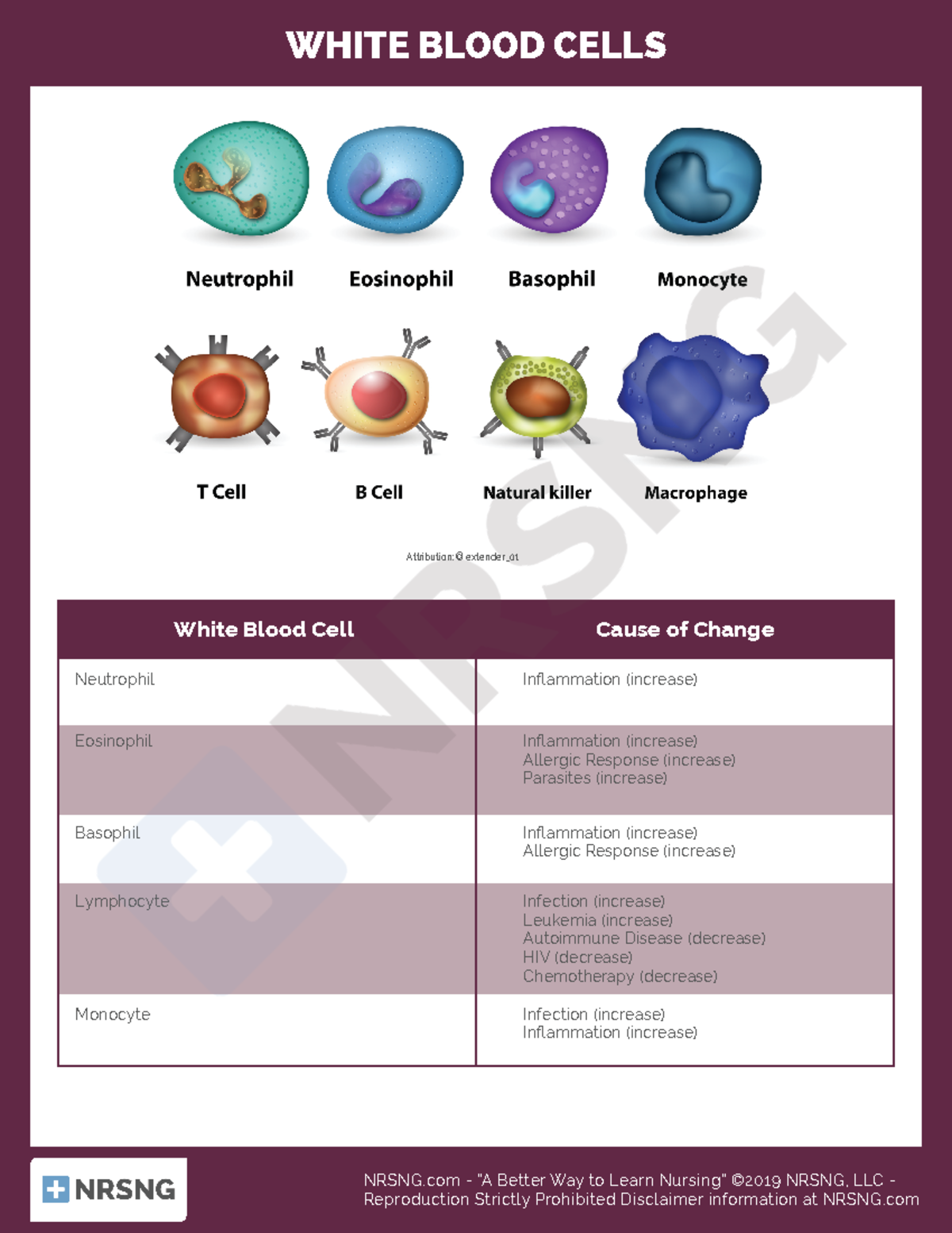 White blood cells - Nursing - WHITE BLOOD CELLS Neutrophil Eosinophil ...