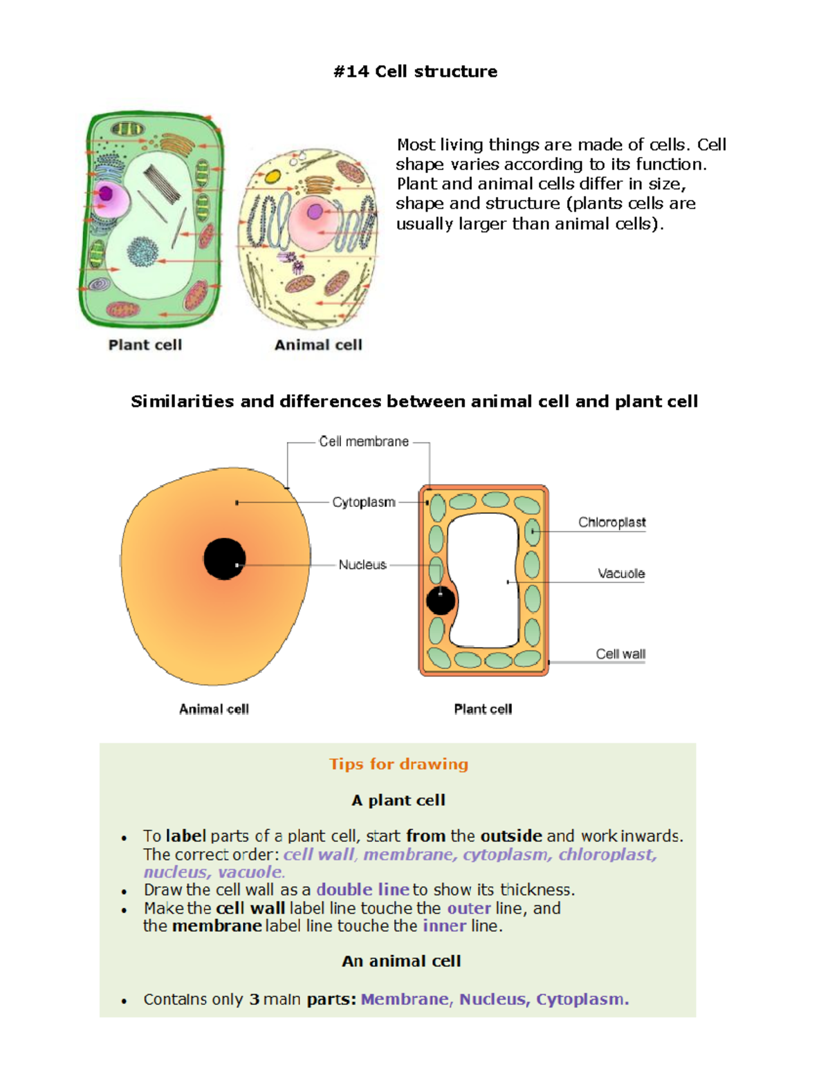 02 Cells Biology Notes Igcse 2014 - #14 Cell structure Most living ...