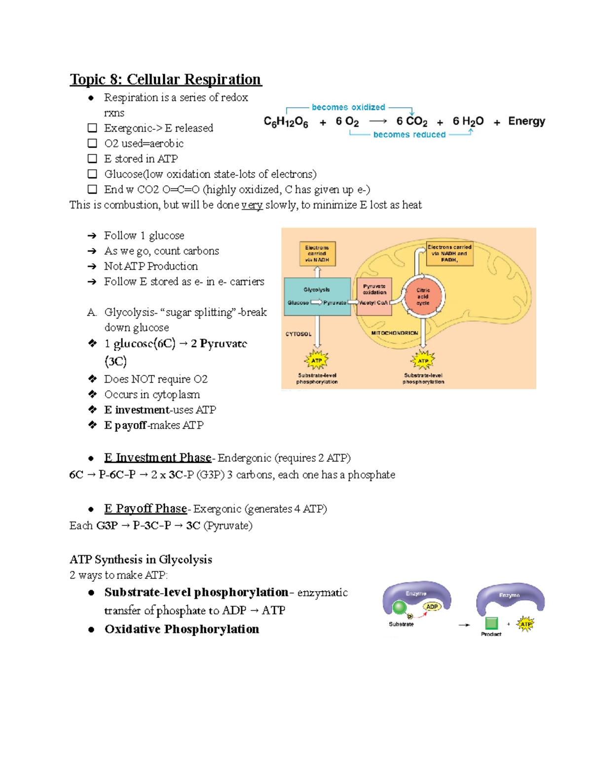 Topic 8 Cellular Respiration - Topic 8: Cellular Respiration Respiration is a series of redox ...