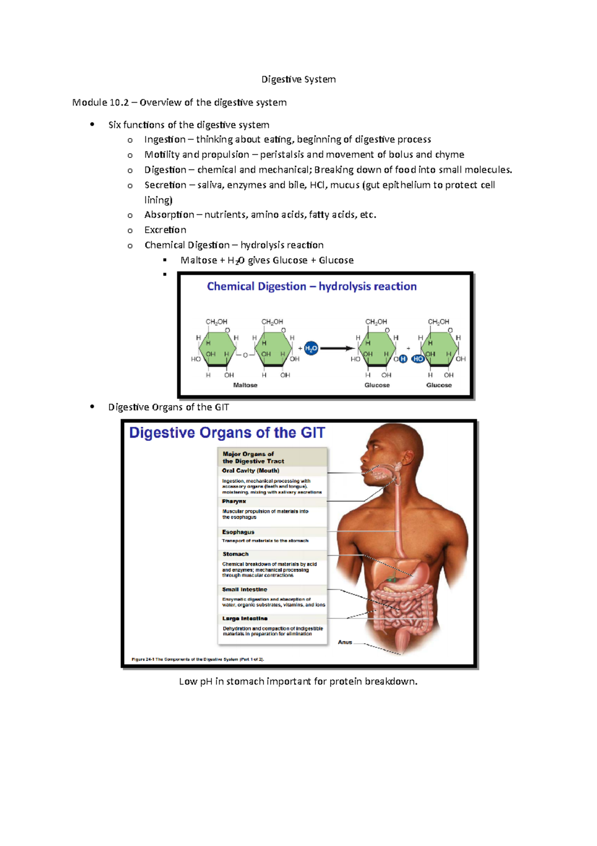 Digestive System - Digestive System Module 10 – Overview of the ...