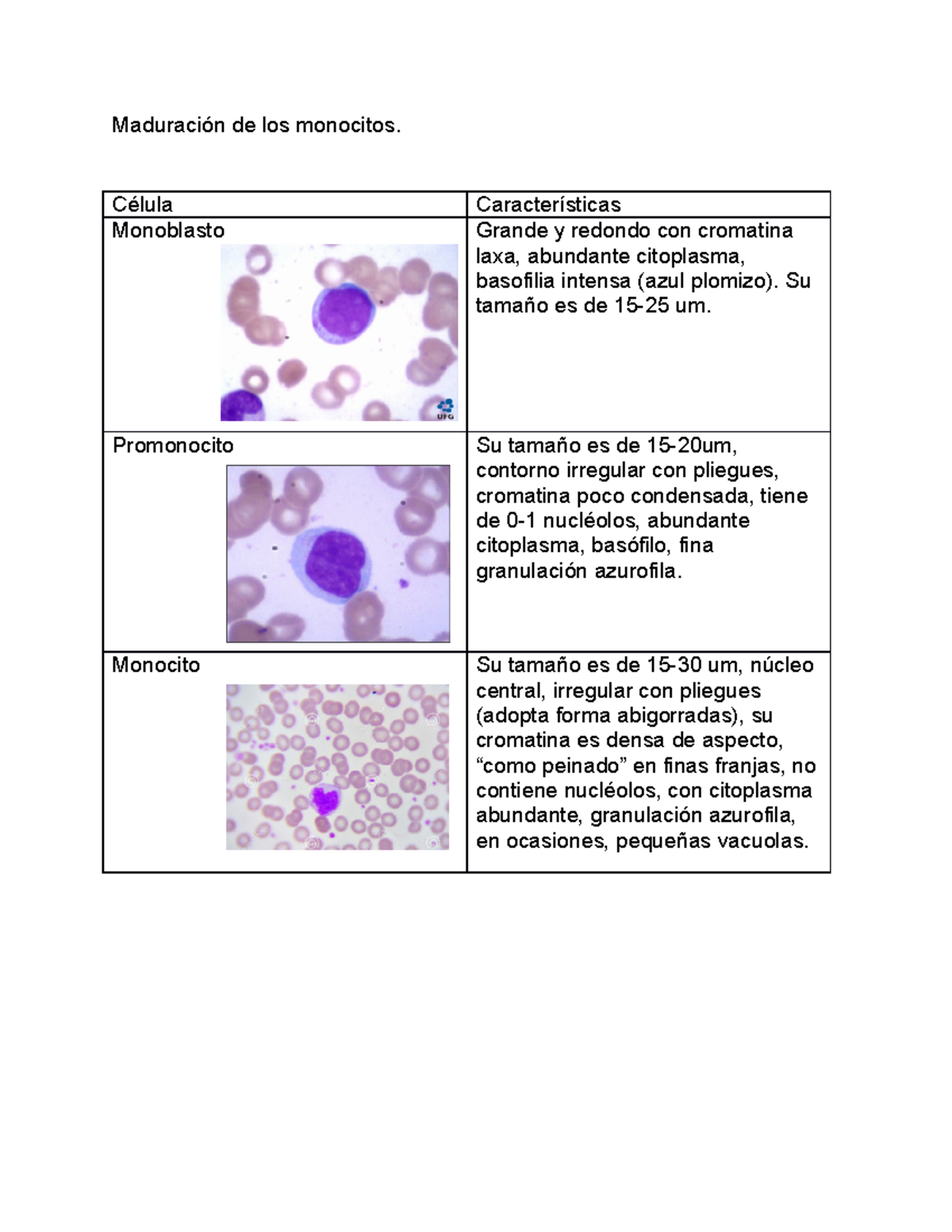 Maduración de los monocitos - Célula Características Monoblasto Grande ...
