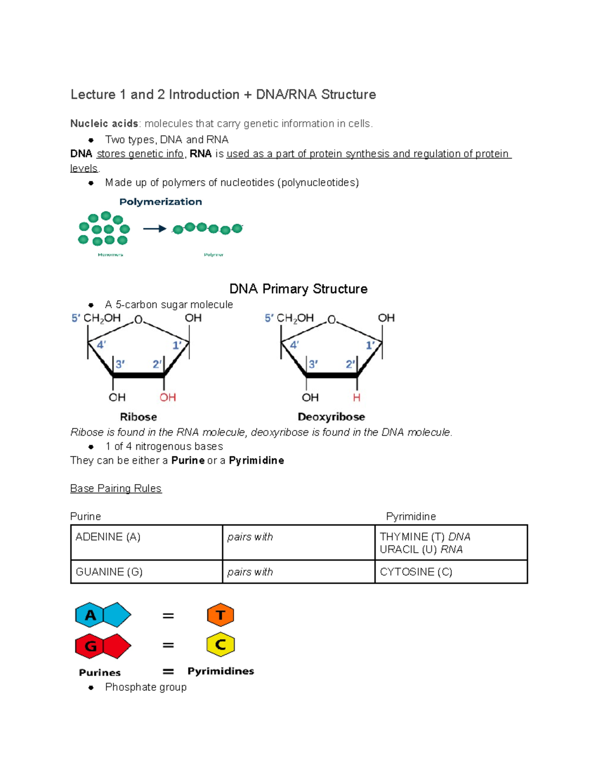 Lecture 1 And 2 Introduction Dna Rna Structure Lecture 1 And 2 Introduction Dnarna