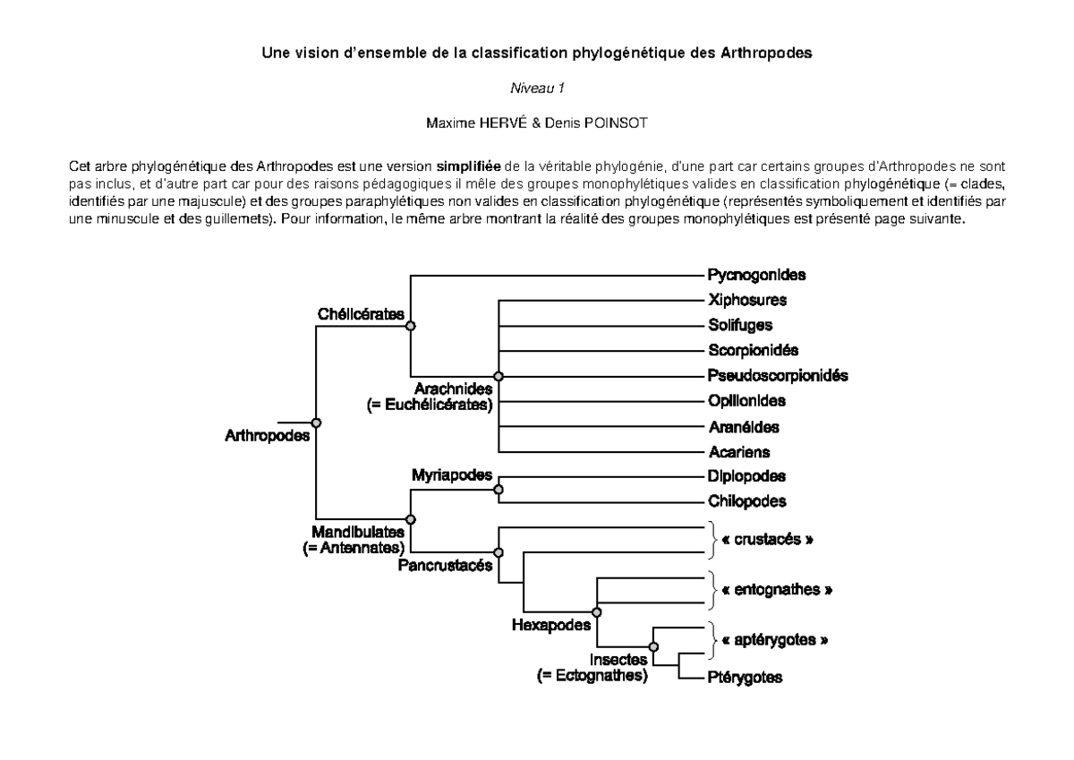 Arbre des Arthropodes - Une vision d’ensemble de la classification ...
