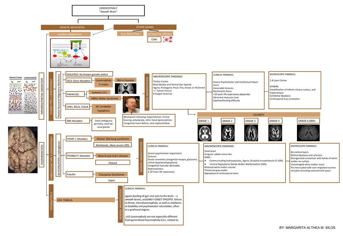 Lissencephaly- Pathophysiology - LISSENCEPHALY “Smooth Brain” OTHER ...