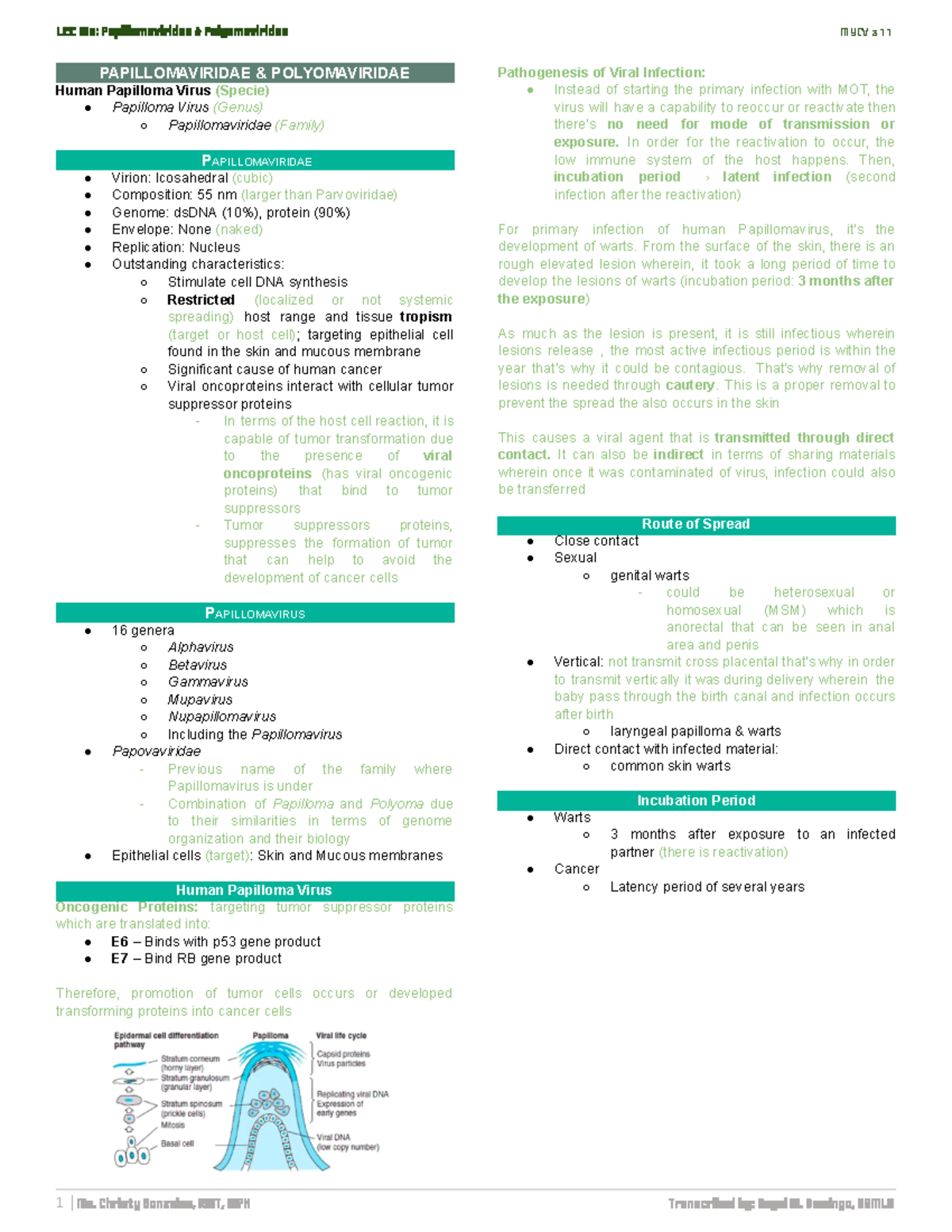 Mycv 8 - Adenovirus - PAPILLOMAVIRIDAE & POLYOMAVIRIDAE Human Papilloma Virus (Specie) - Studocu