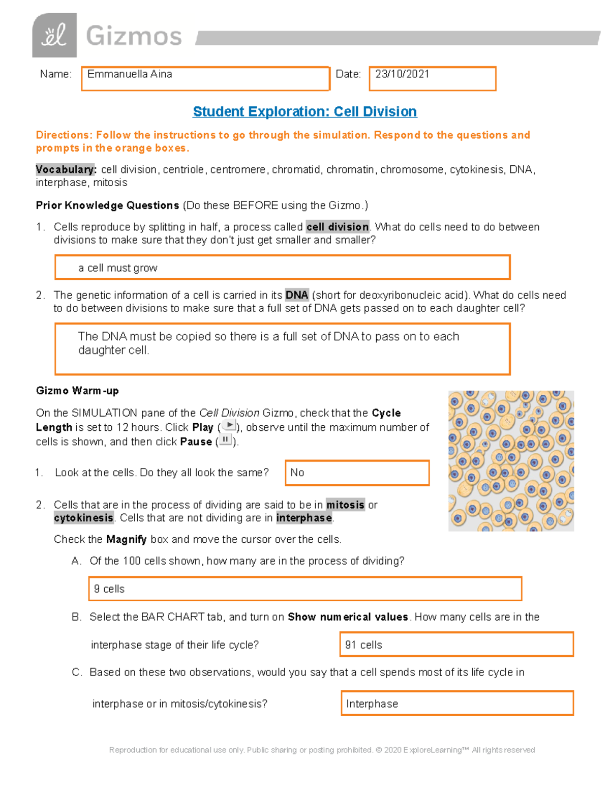 Cell Division SE - Studocu