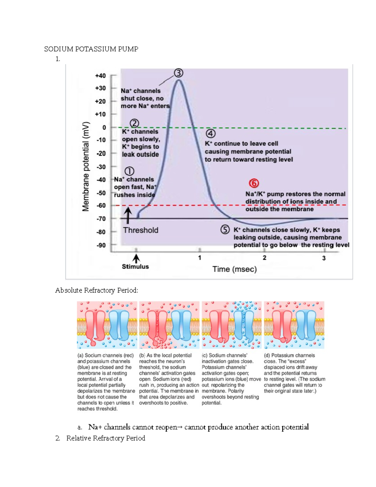 Sept 15 Notes - Dr John Cummings - SODIUM POTASSIUM PUMP 1. Absolute ...