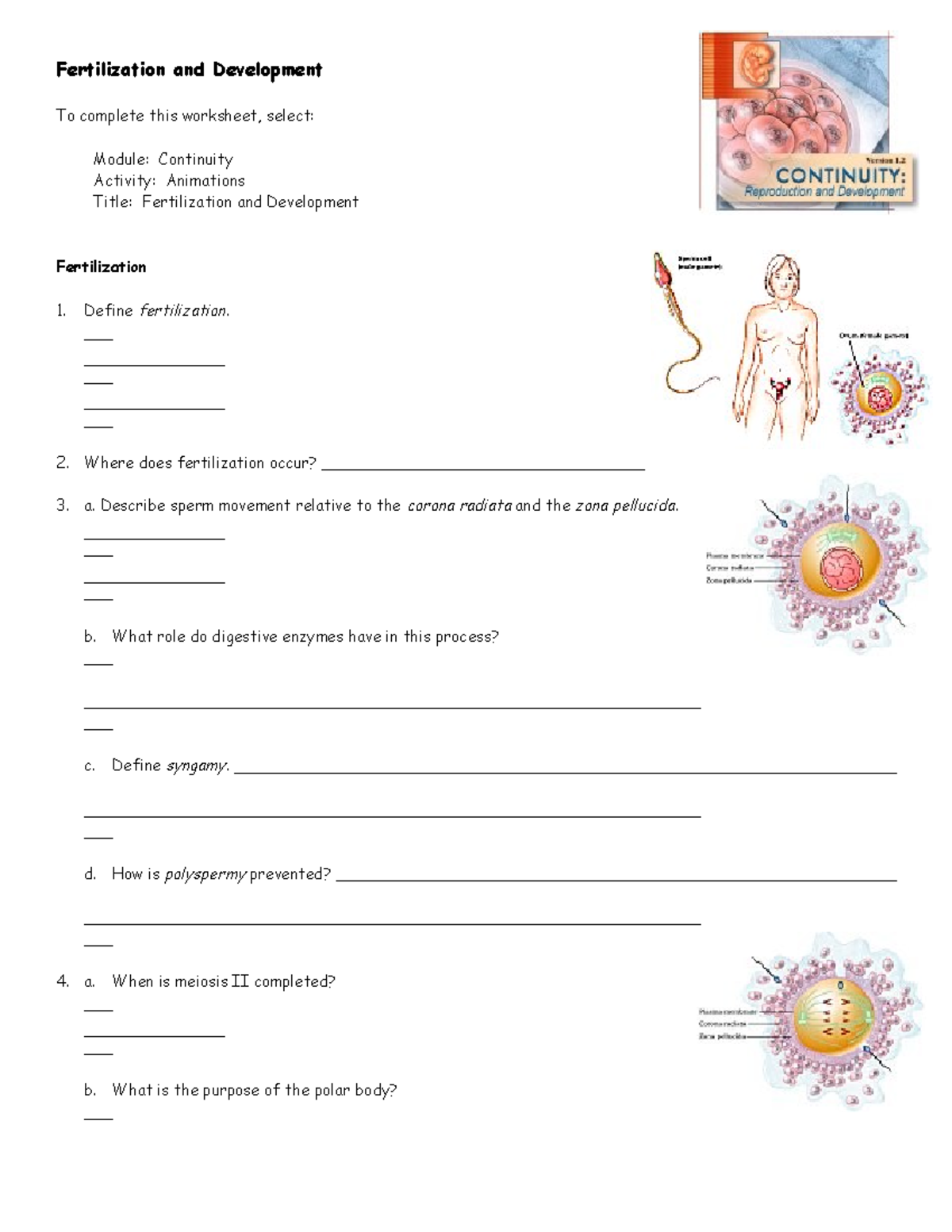 Anim fertilization development worksheet - Fertilization and ...